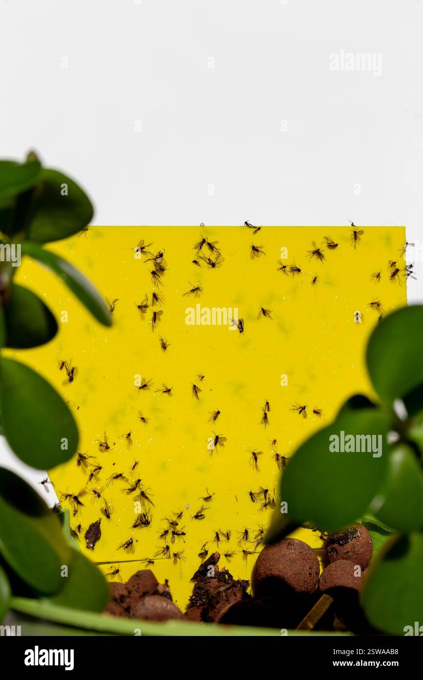 Fungus gnats on yellow sticky trap for insects of indoor plants (midges ...