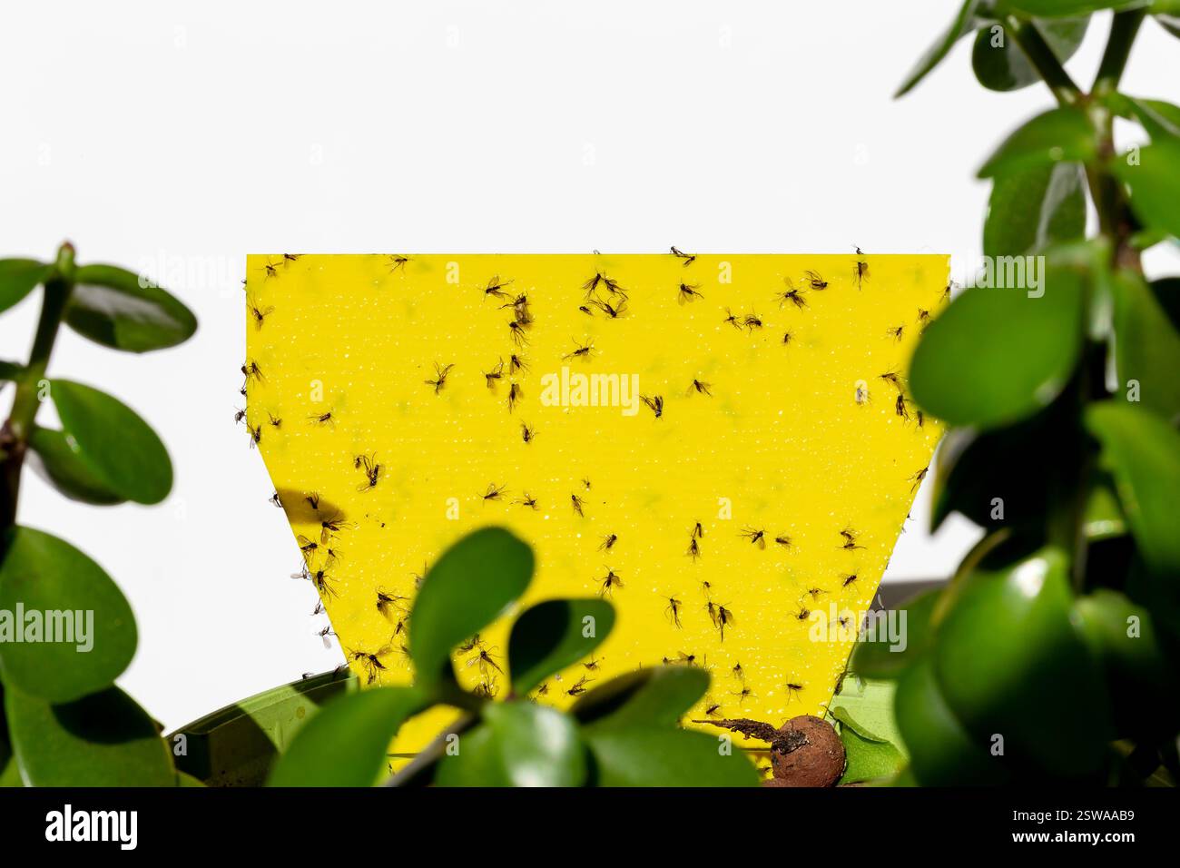 Fungus gnats on yellow sticky trap for insects of indoor plants (midges ...