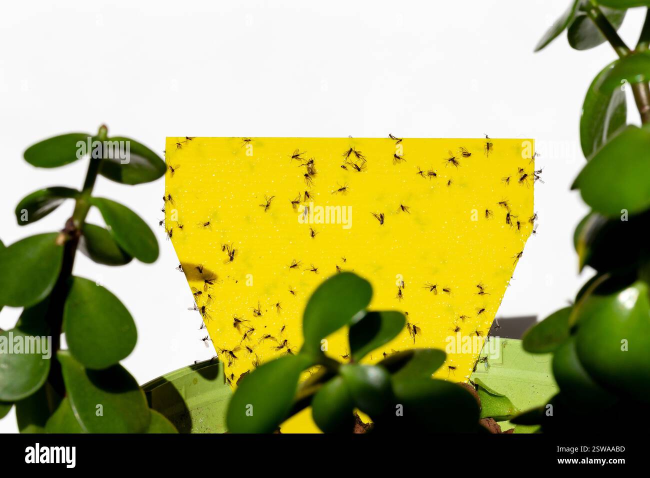 Fungus gnats on yellow sticky trap for insects of indoor plants (midges ...