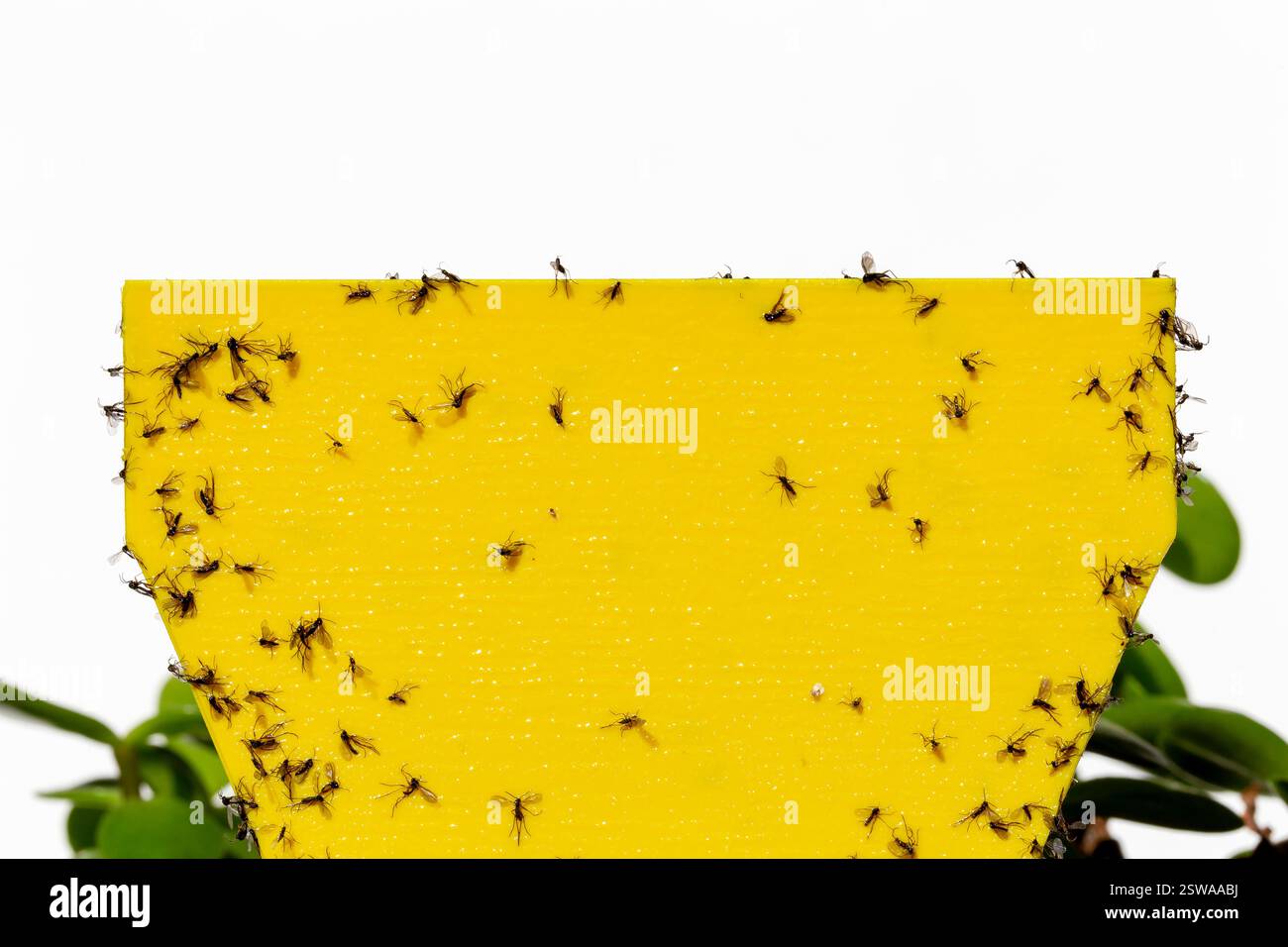 Fungus gnats on yellow sticky trap for insects of indoor plants (midges ...