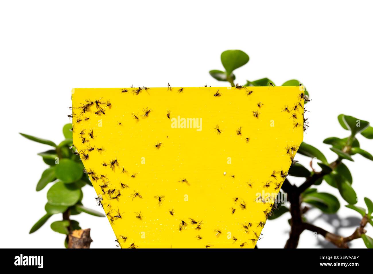 Fungus gnats on yellow sticky trap for insects of indoor plants (midges ...