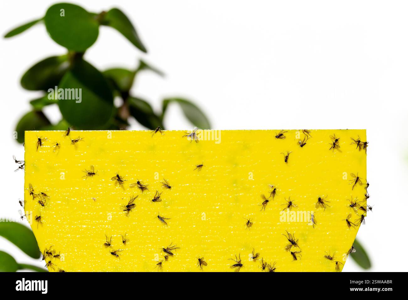 Fungus gnat catcher hi-res stock photography and images - Alamy