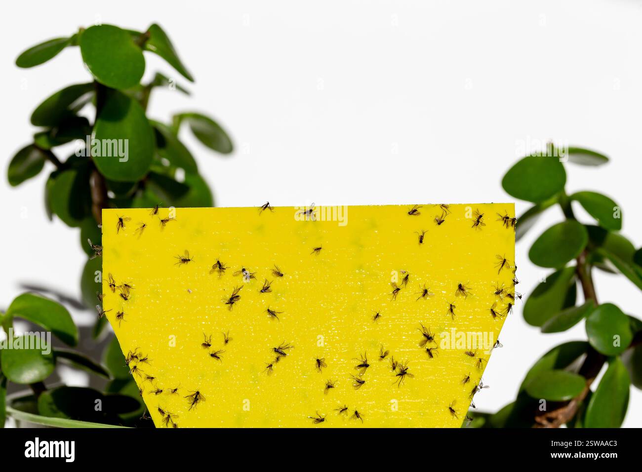 Fungus gnats on yellow sticky trap for insects of indoor plants (midges ...