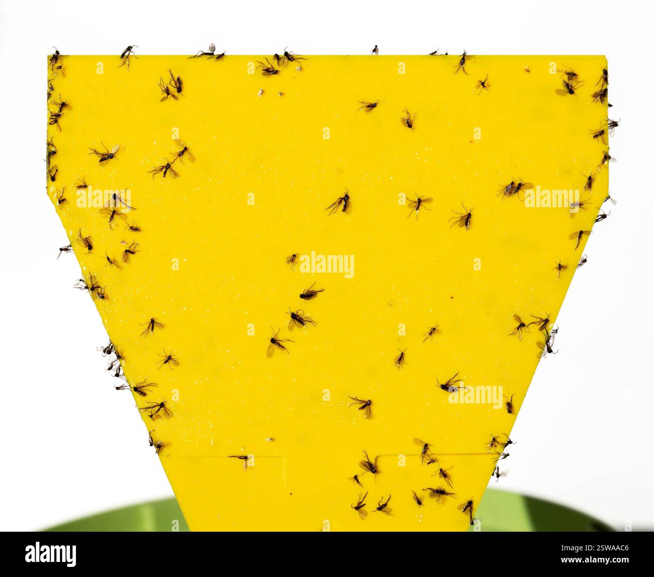 Fungus gnats on yellow sticky trap for insects of indoor plants (midges ...