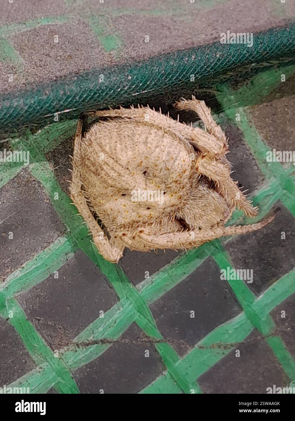 Common Hairy Field Spider (Neoscona subfusca), Arachnida, Edgemead ...