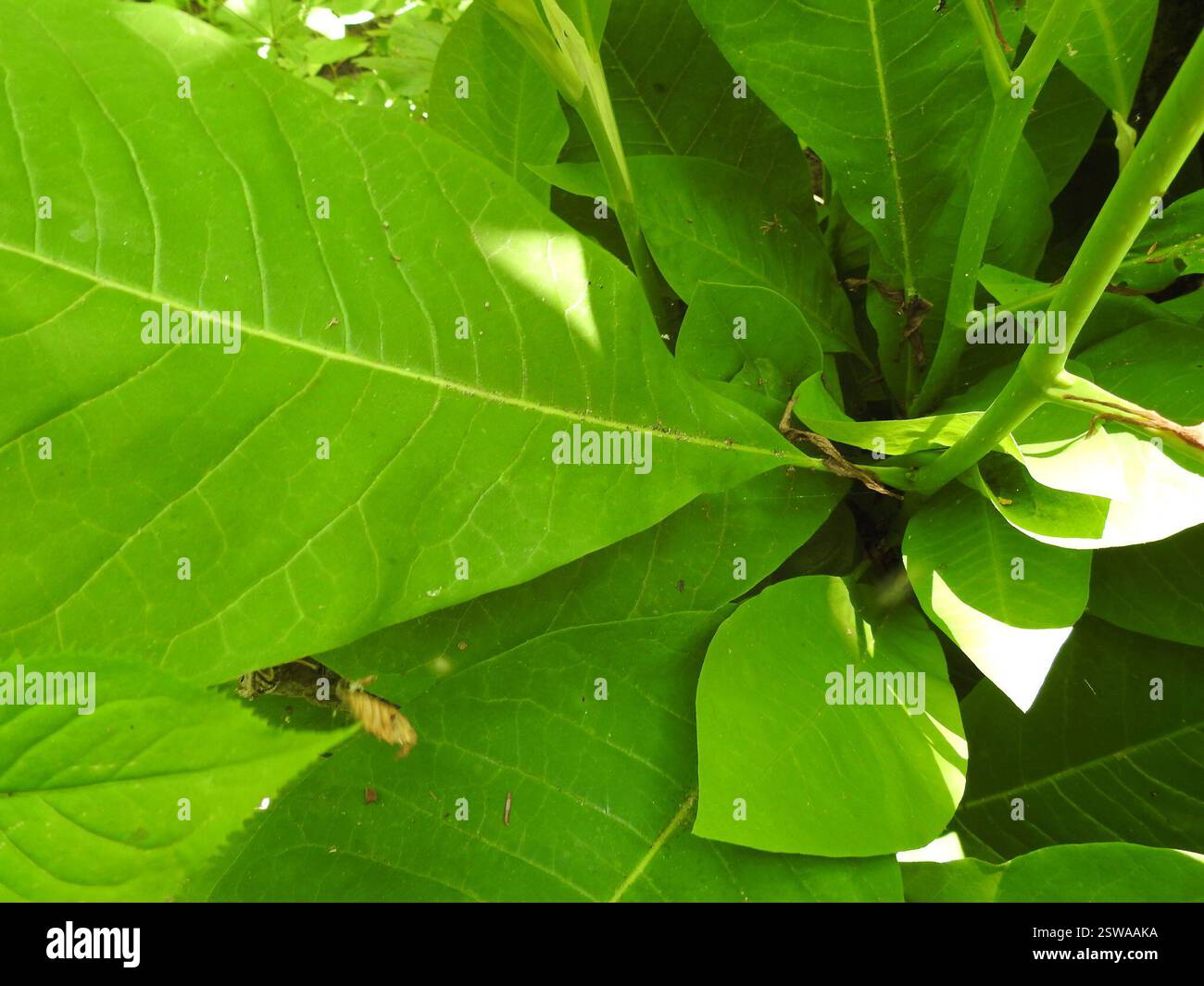 umbrella magnolia (Magnolia tripetala), Plantae, Jackson County, OH ...