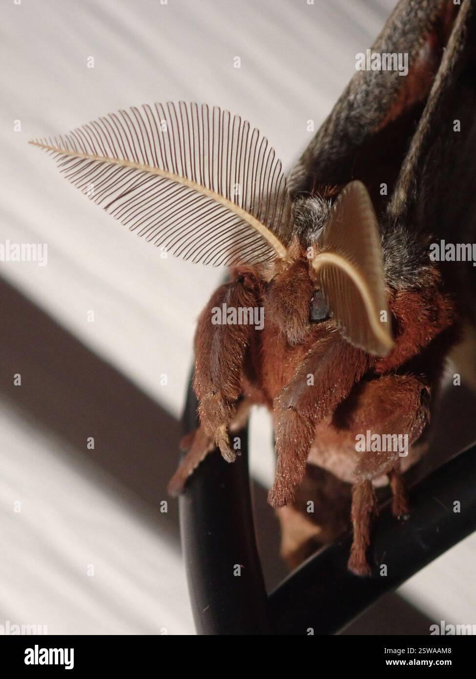 Polyphemus Moth (Antheraea polyphemus), Insecta, Val Marie, SK S0N 2T0 ...