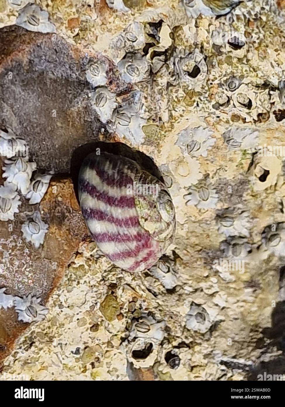 Purple Topshell (Steromphala umbilicalis), Mollusca, Brighton and Hove ...