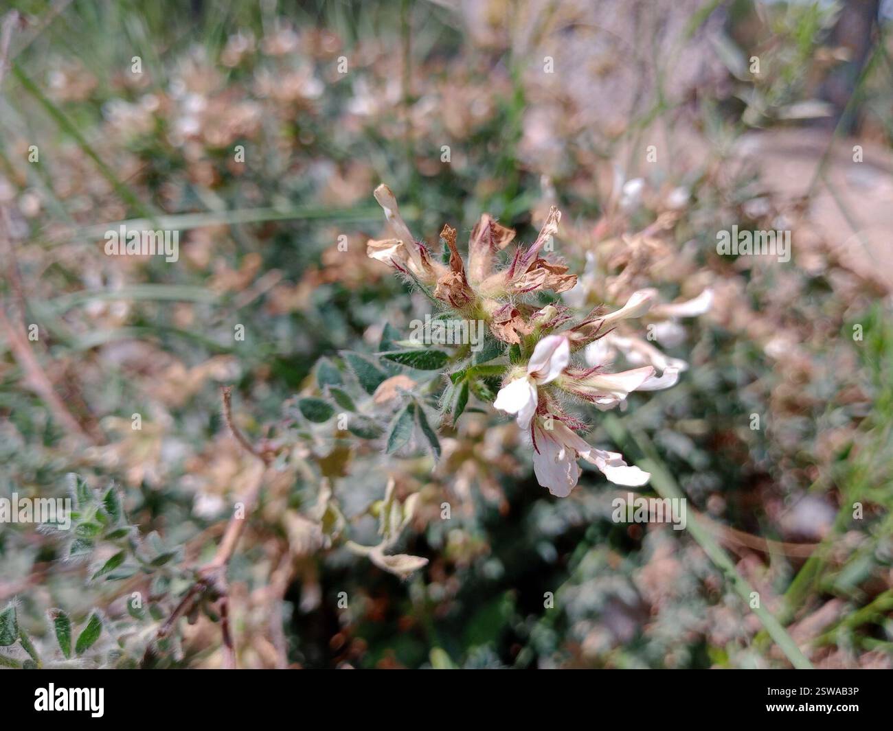 Hairy canary clover lotus hirsutus hi-res stock photography and images ...