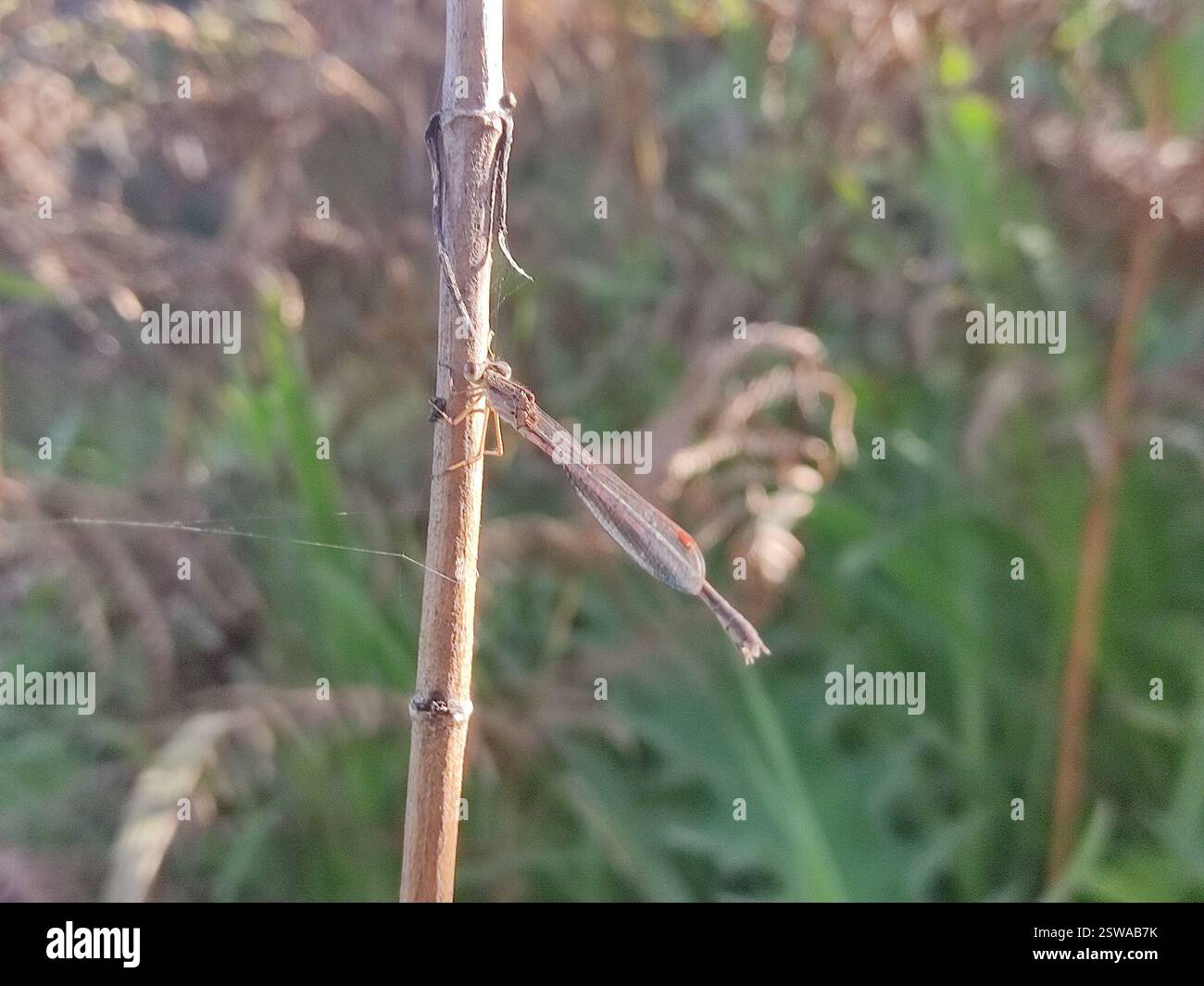 Vattavada hi-res stock photography and images - Alamy