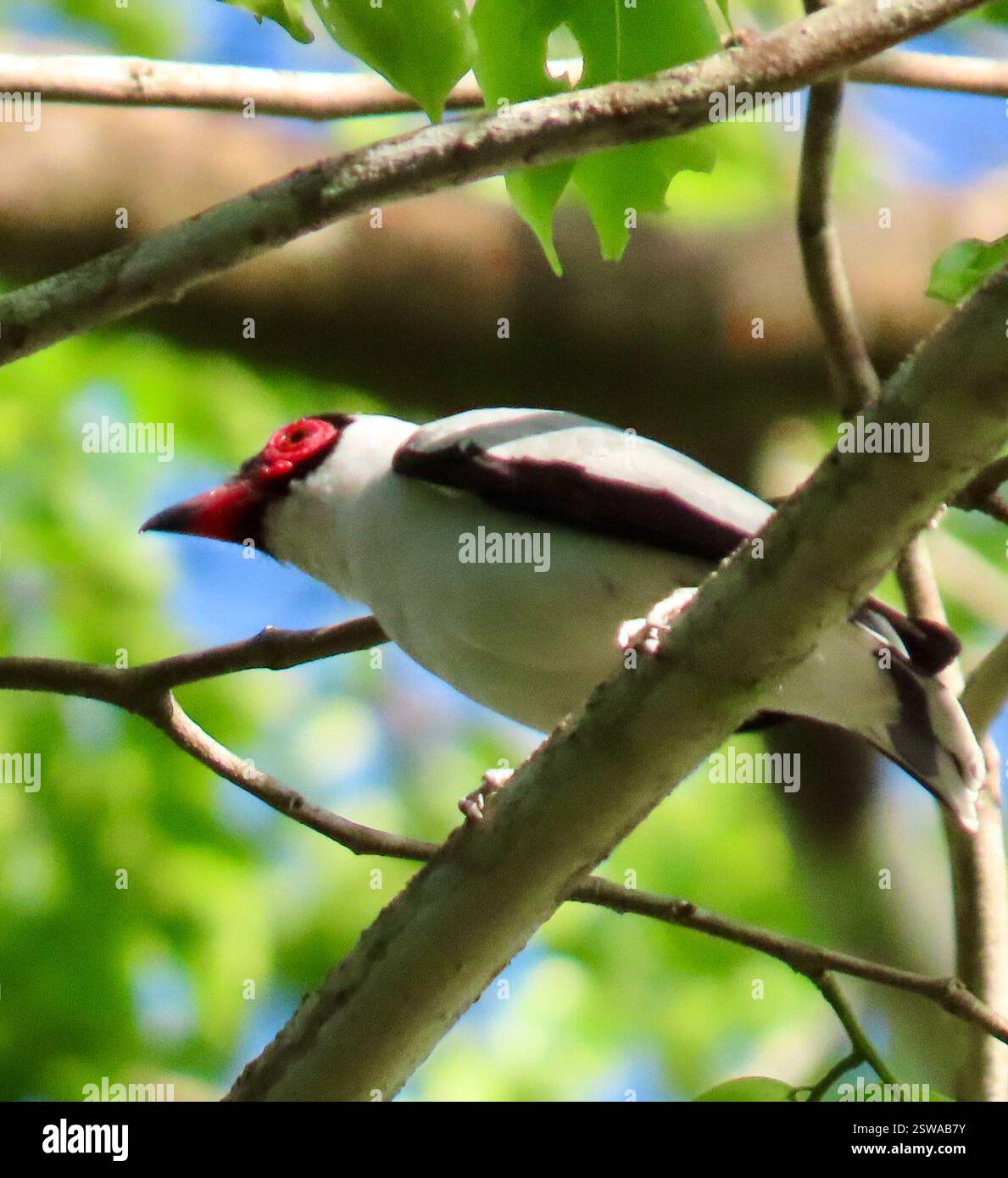 Bird with white ring around eye hi-res stock photography and images - Alamy