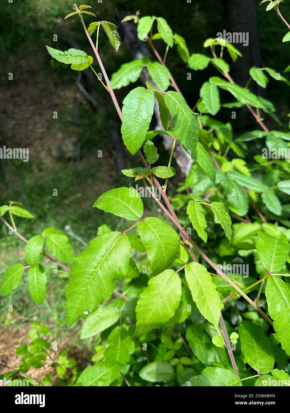 Pacific poison oak (Toxicodendron diversilobum), Plantae, Bel Air, Los ...
