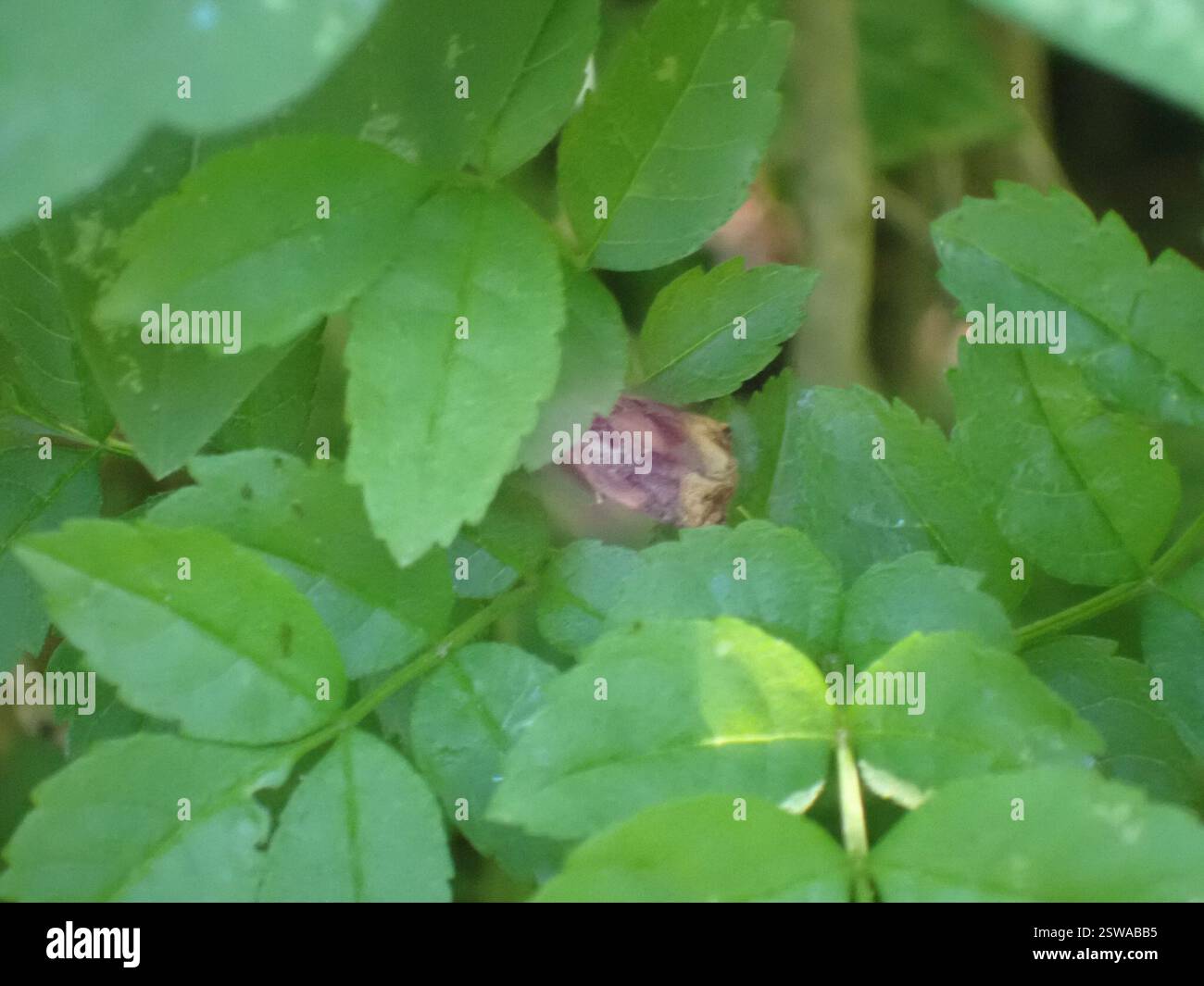 Archips podana hi-res stock photography and images - Alamy