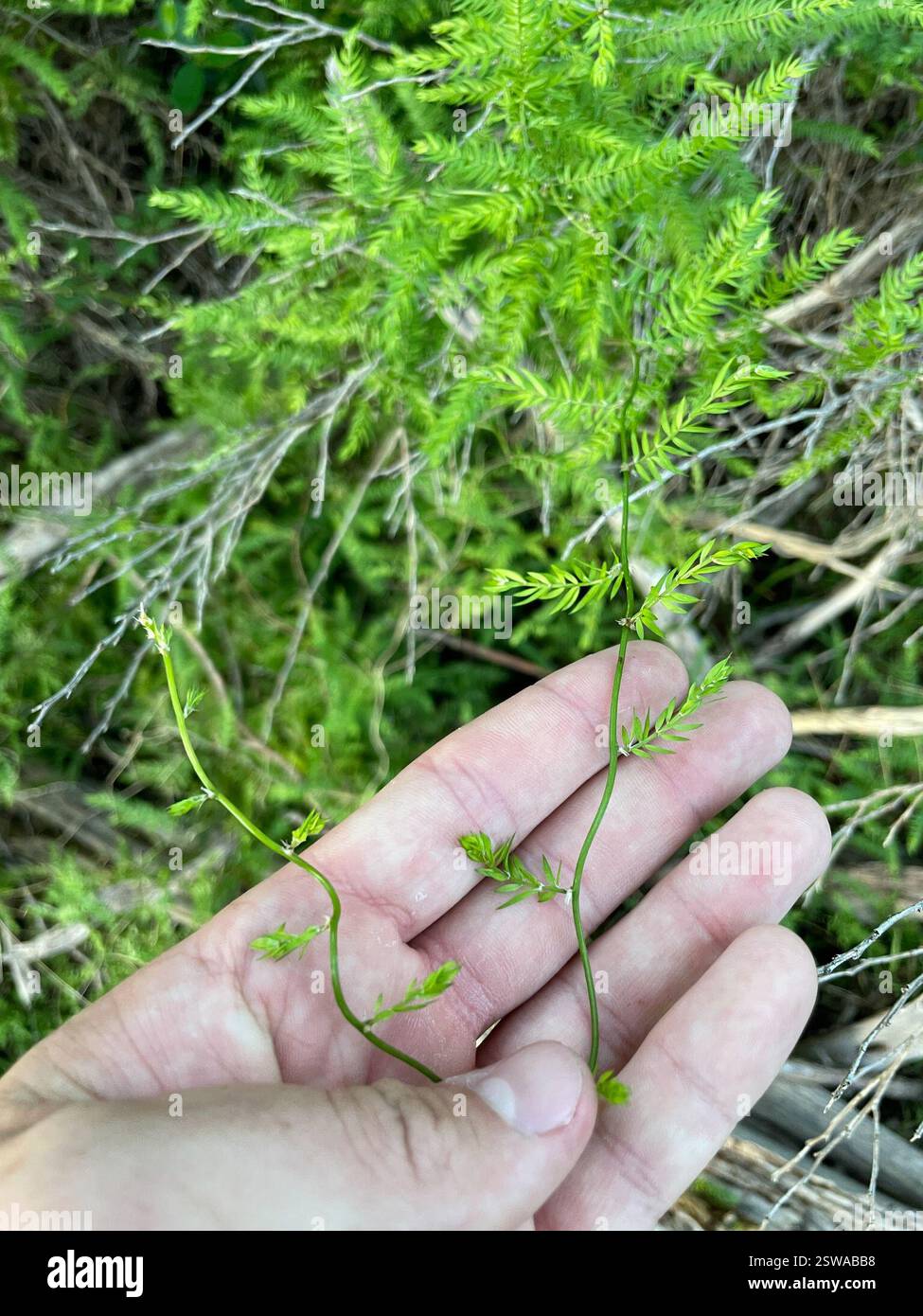 Climbing asparagus (Asparagus scandens), Plantae, Wilsons Promontory ...