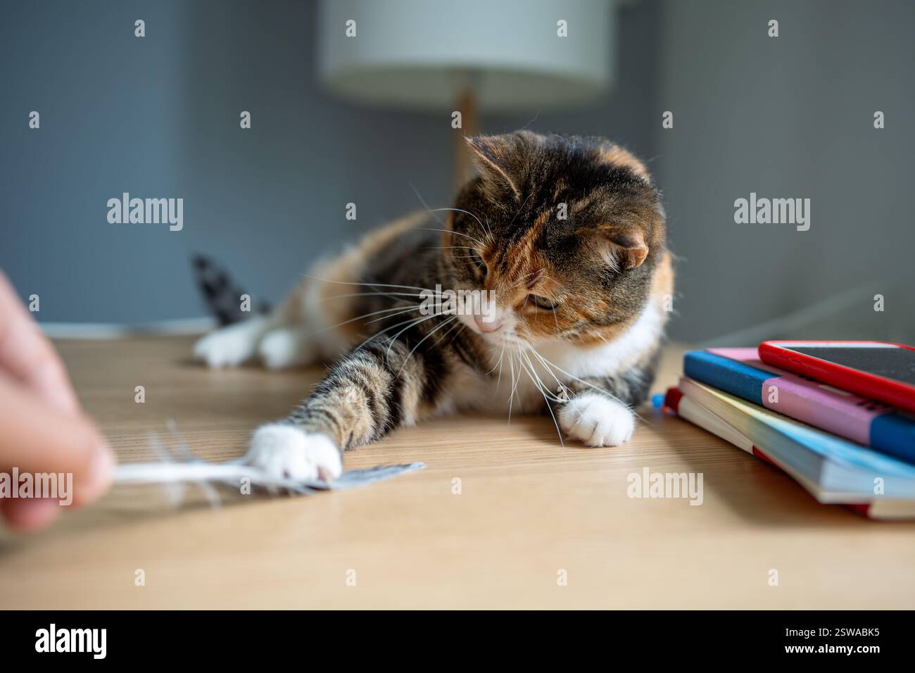 Lazy cat caught feather hi-res stock photography and images - Alamy