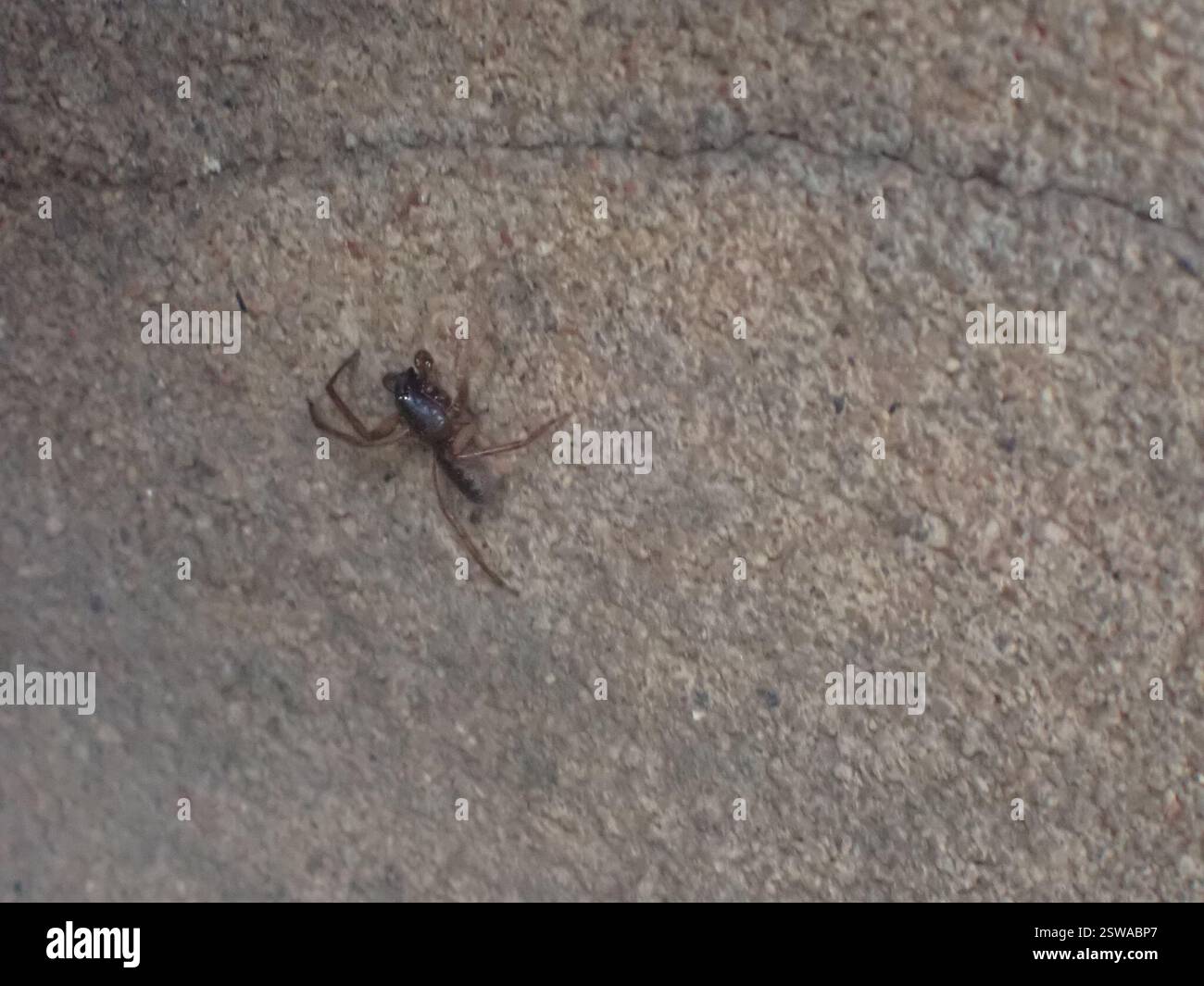 Snake-back Spider (Segestria senoculata), Arachnida, Viljandi, EE Stock ...
