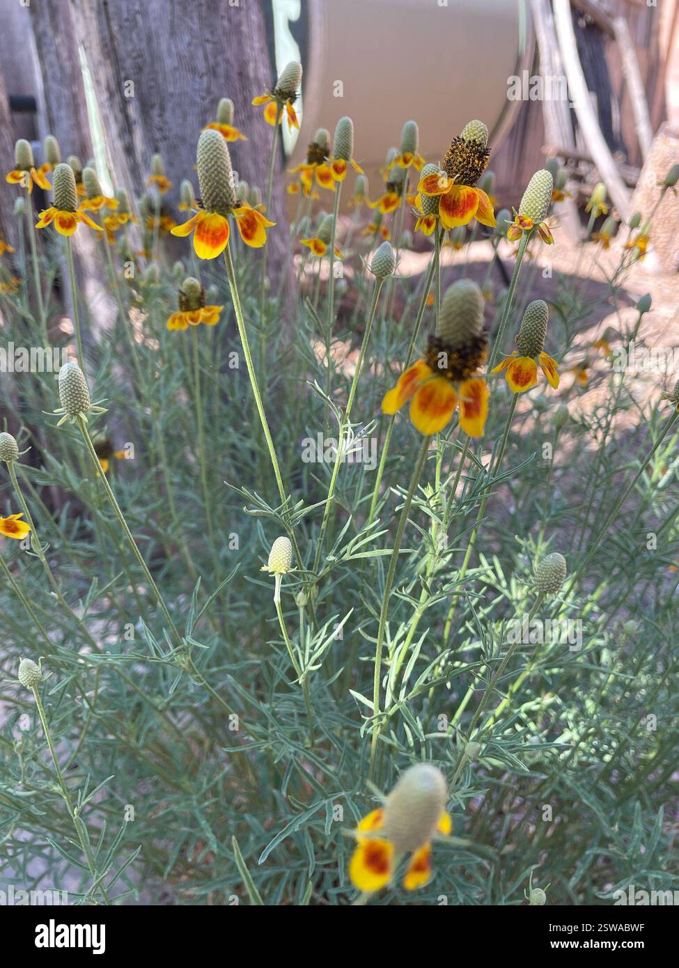 upright prairie coneflower (Ratibida columnifera), Plantae, Rice Ave NW ...