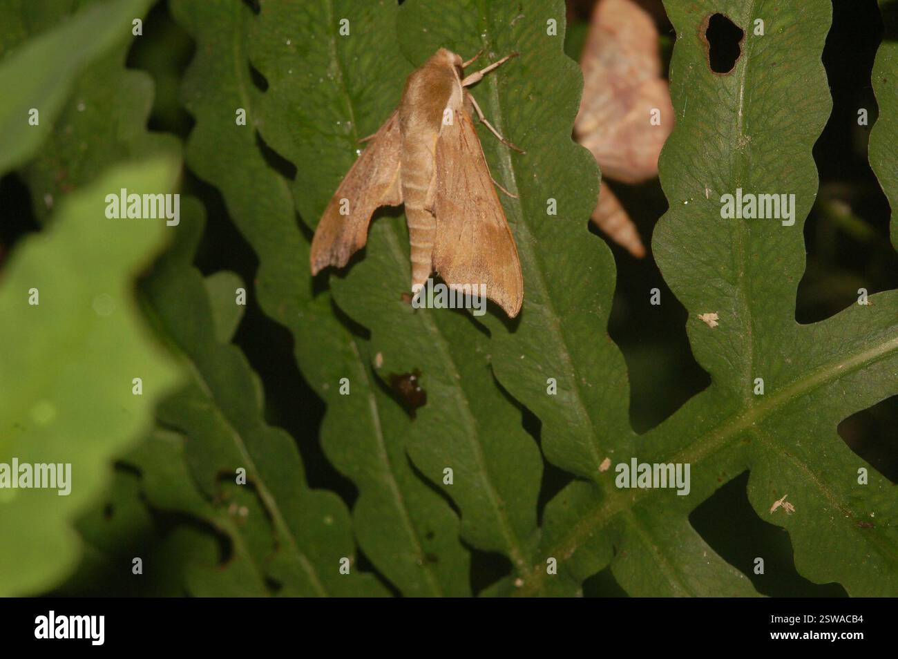 Virginia Creeper Sphinx (Darapsa myron), Insecta, Prince George's County, MD, USA, moth lights ...