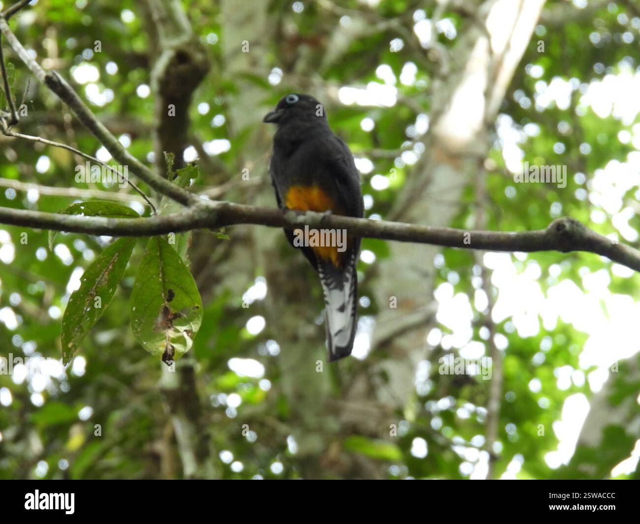 White-tailed Trogon (Trogon chionurus), Aves, Panama Stock Photo - Alamy