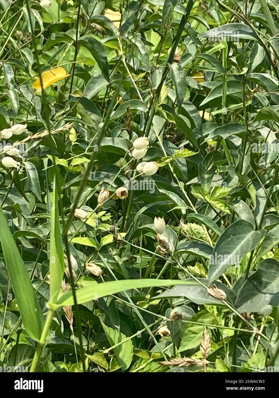 bladder campion (Silene vulgaris), Plantae, Home of Franklin D ...