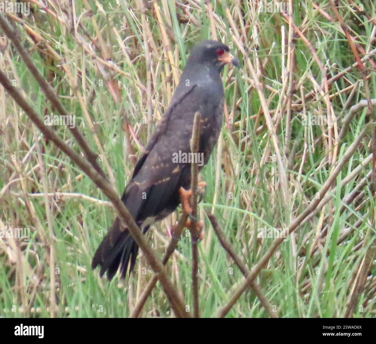 Snail Kite (Rostrhamus sociabilis), Aves, Isla Barbacoa, Colon, PA ...