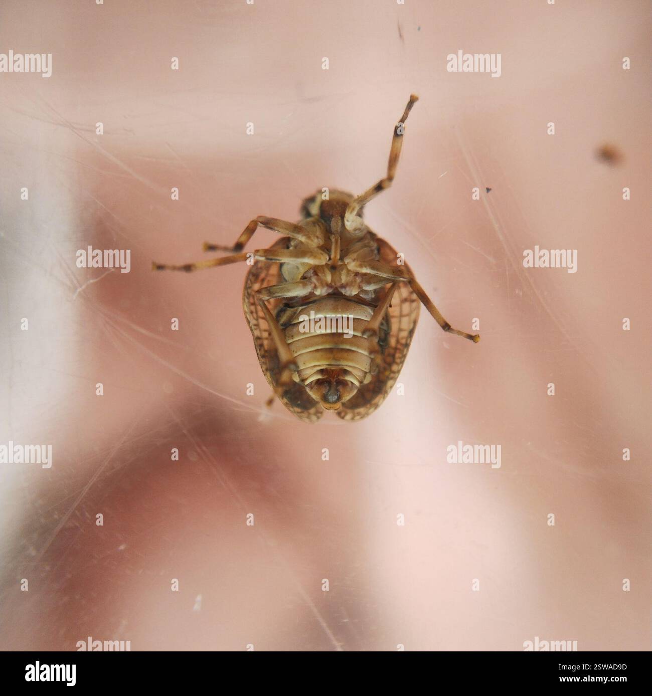 scarce issid bug (Issus muscaeformis), Insecta, Kosanin dol, Pancharevo ...