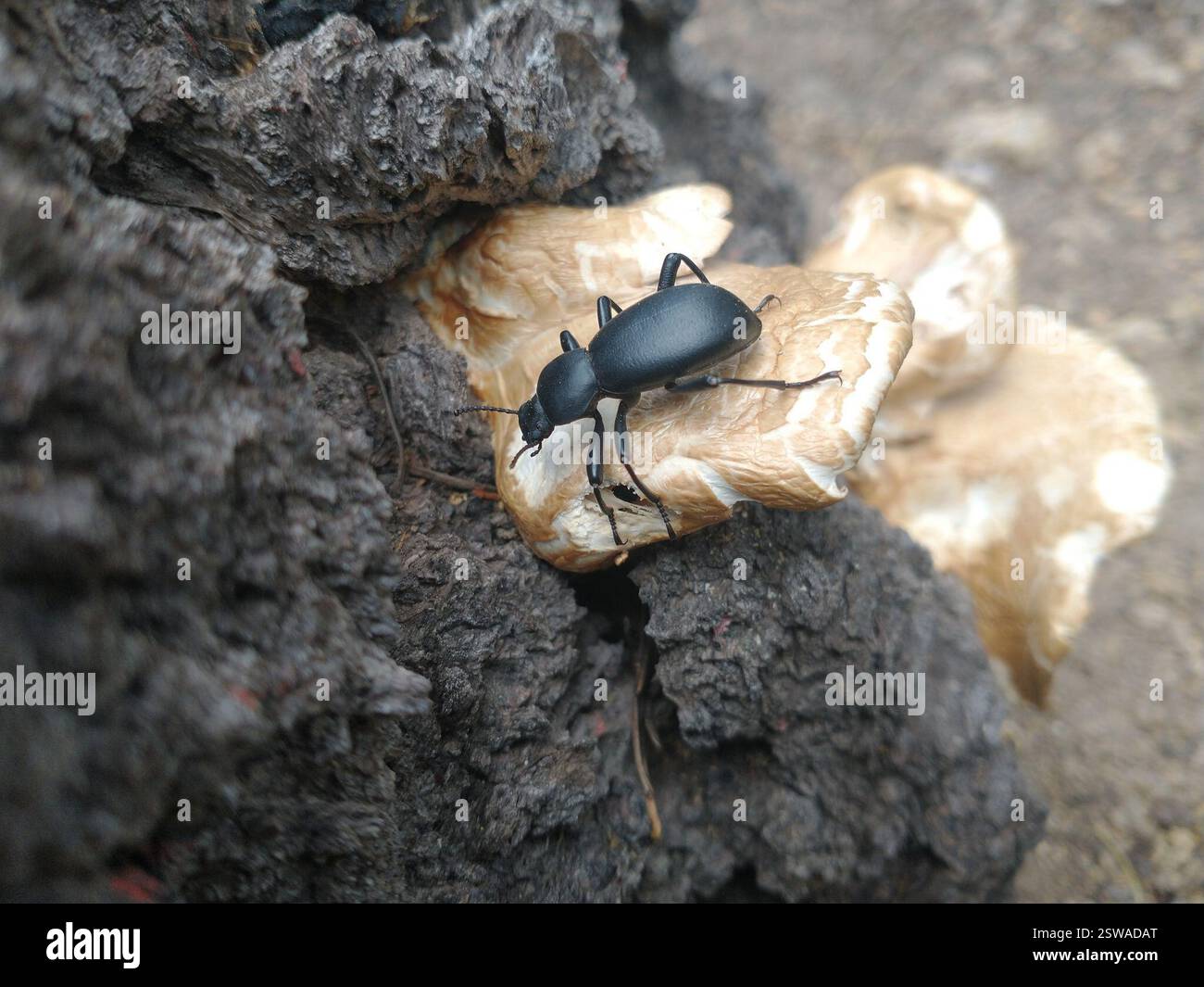 California Broad-necked Darkling Beetle (Coelocnemis dilaticollis ...