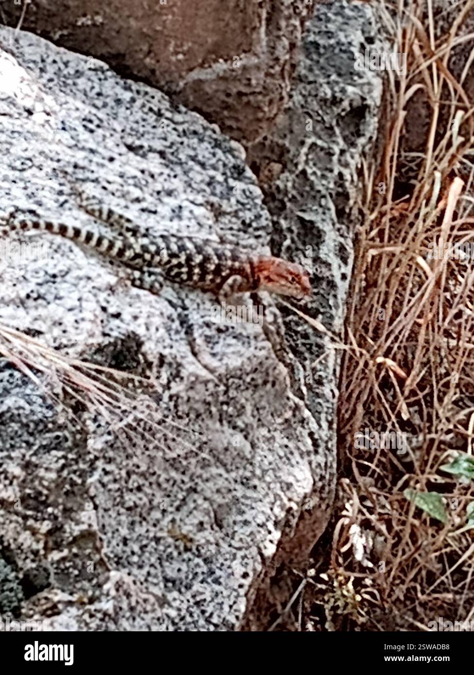 Desert Spiny Lizard (Sceloporus magister), Reptilia, Grand Canyon ...