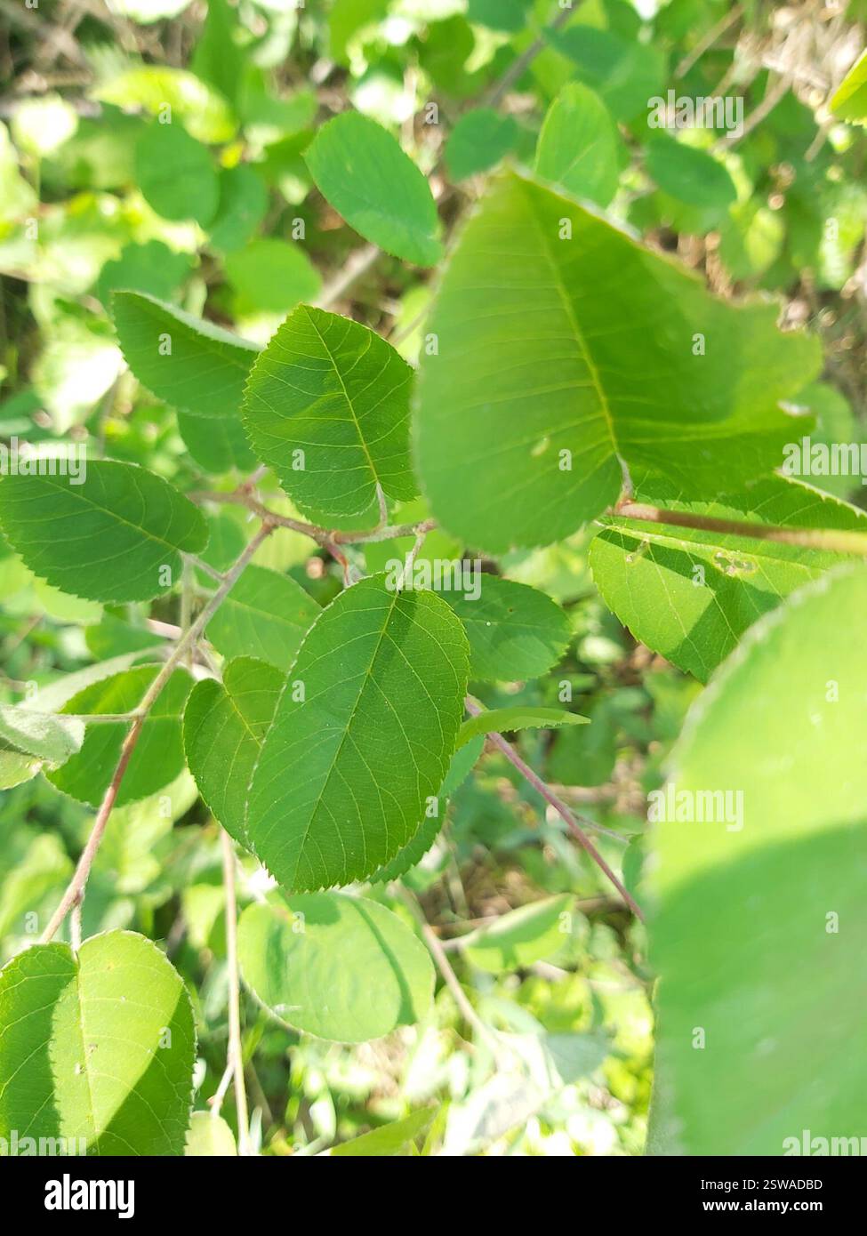 Dwarf Serviceberry (Amelanchier × spicata), Plantae, 18101, Lietuva ...