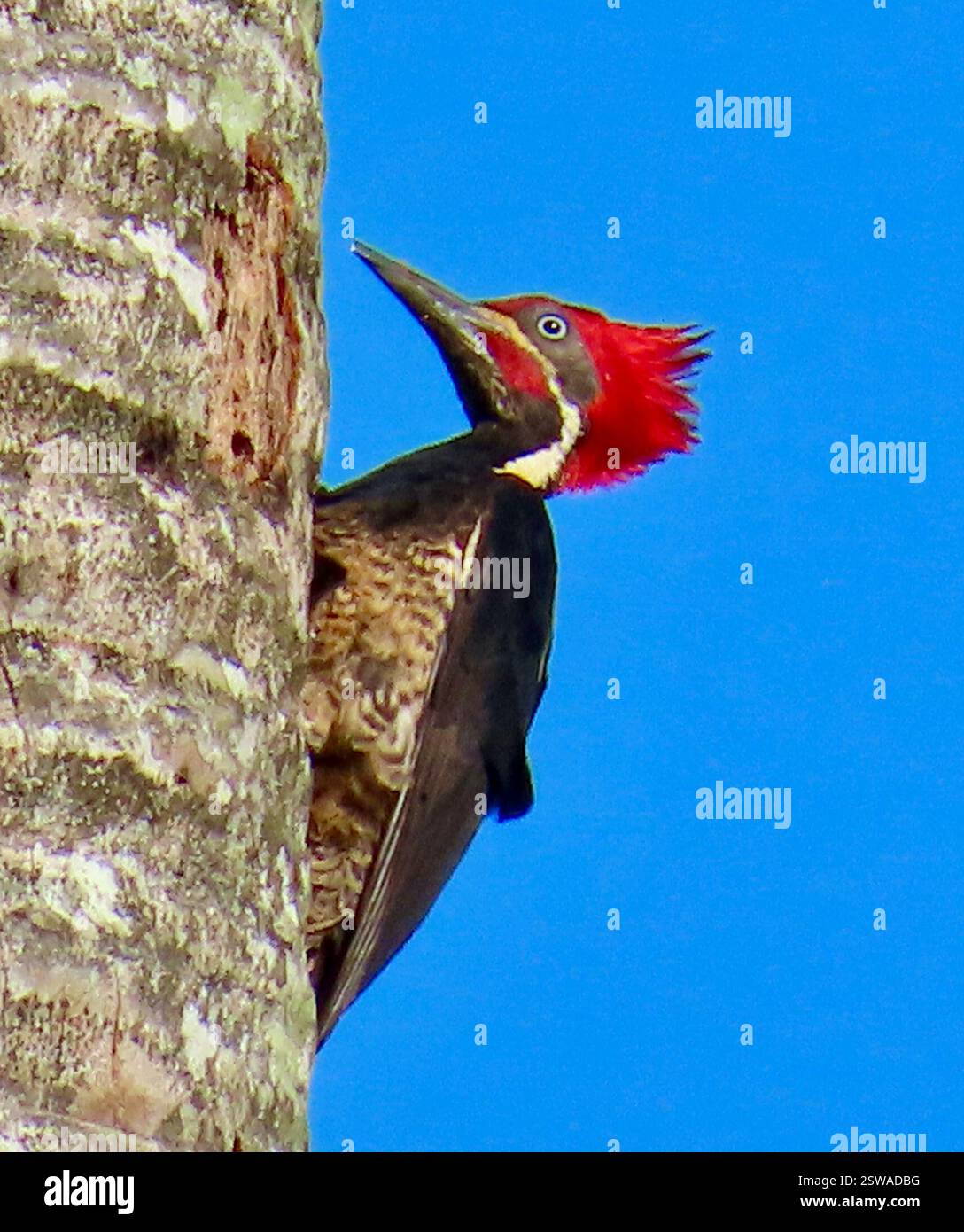 Lineated Woodpecker (Dryocopus lineatus), Aves, Vía Antón - El Valle ...