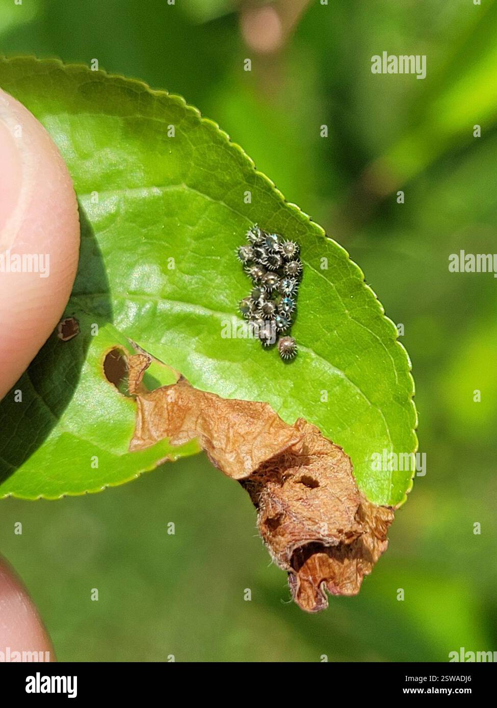 Stink Bugs, Shield Bugs, and Allies (Pentatomoidea), Insecta, Kirtland ...