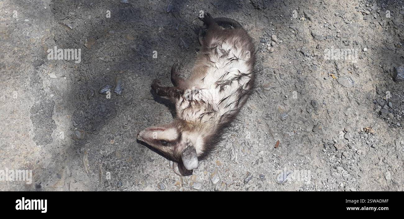 Virginia Opossum (Didelphis virginiana), Mammalia, San Rafael Arcangel ...