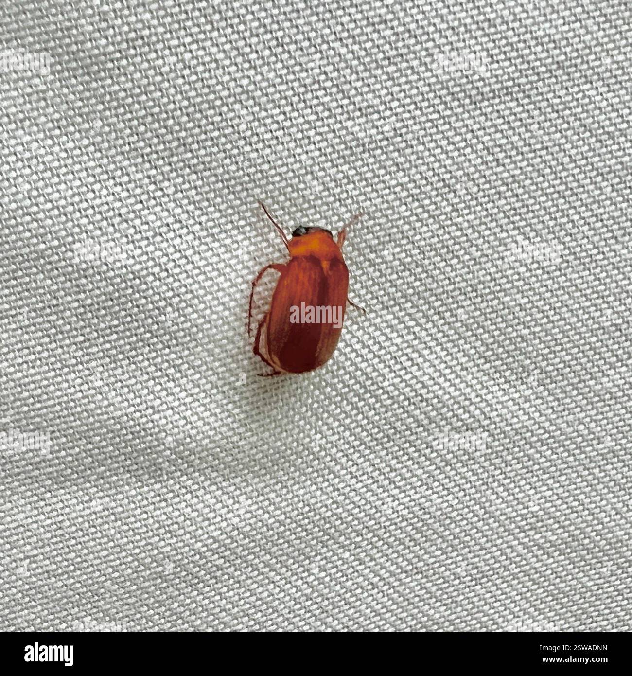 (Nipponoserica peregrina), Insecta, Atwood Ave, Woodstock, VT, US Stock ...