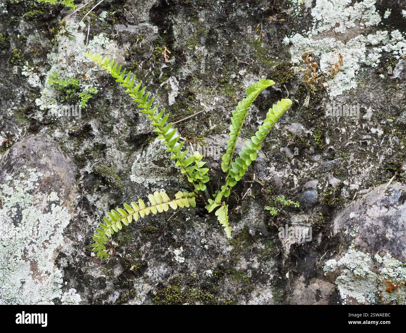 Fishbone Fern (Nephrolepis cordifolia), Plantae, 台灣新北市 Stock Photo - Alamy