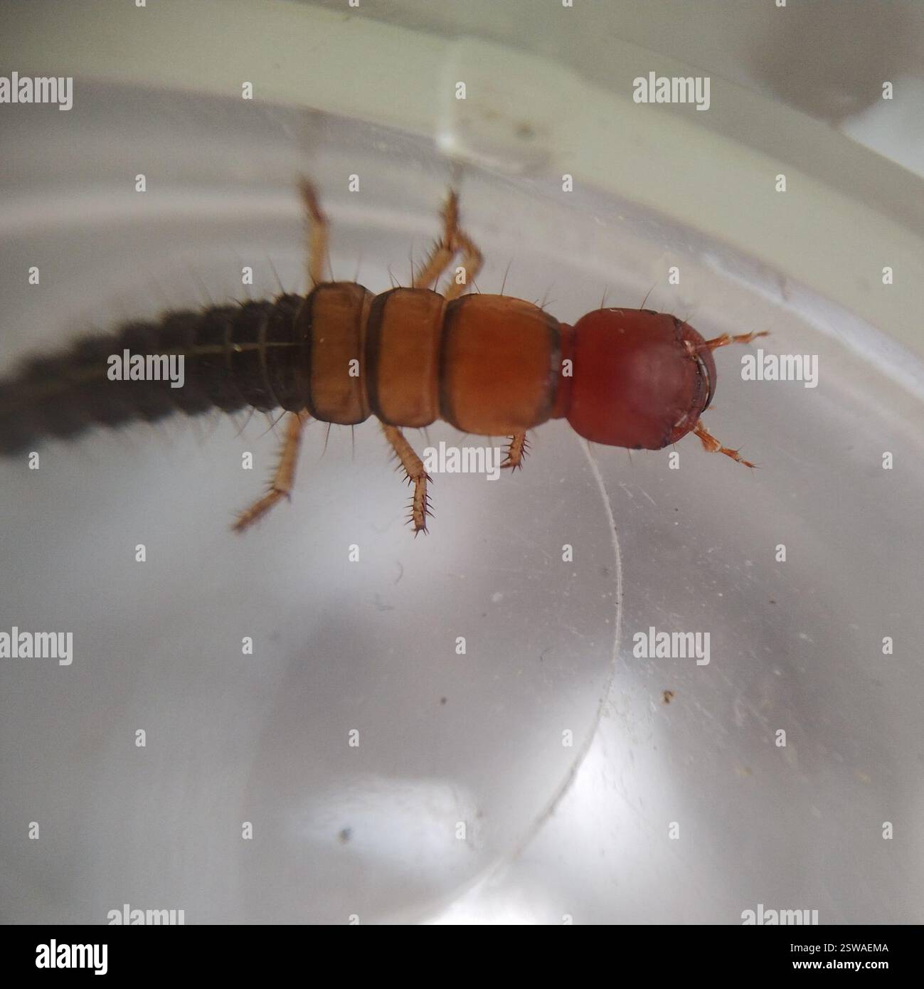 (Staphylinus caesareus), Insecta, Kosanin dol, Pancharevo, Bulgaria ...