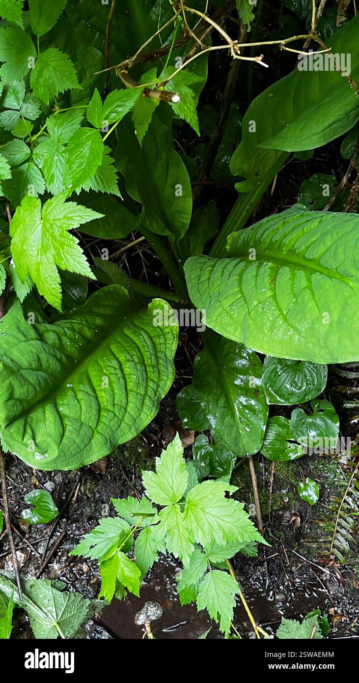 western skunk cabbage (Lysichiton americanus), Plantae, Lynn Canyon ...