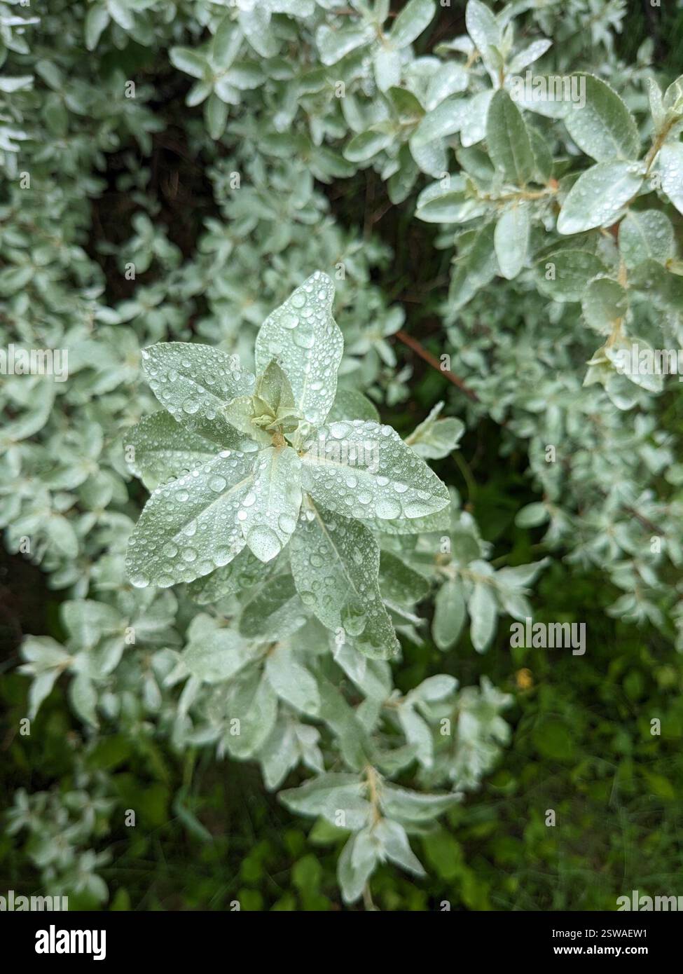 Silverberry (Elaeagnus commutata), Plantae, Cypress Hills, CA-AB-ON, CA ...