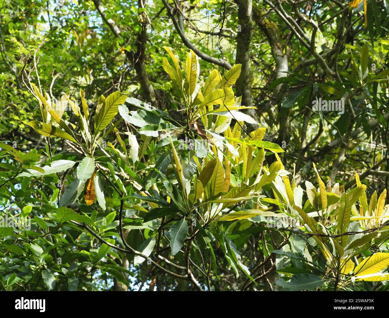 Bronze Loquat (Eriobotrya deflexa), Plantae, 台灣桃園市 Stock Photo - Alamy