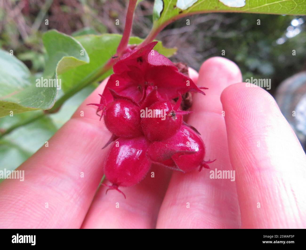 Himalayan honeysuckle (Leycesteria formosa), Plantae, Pukaha National ...
