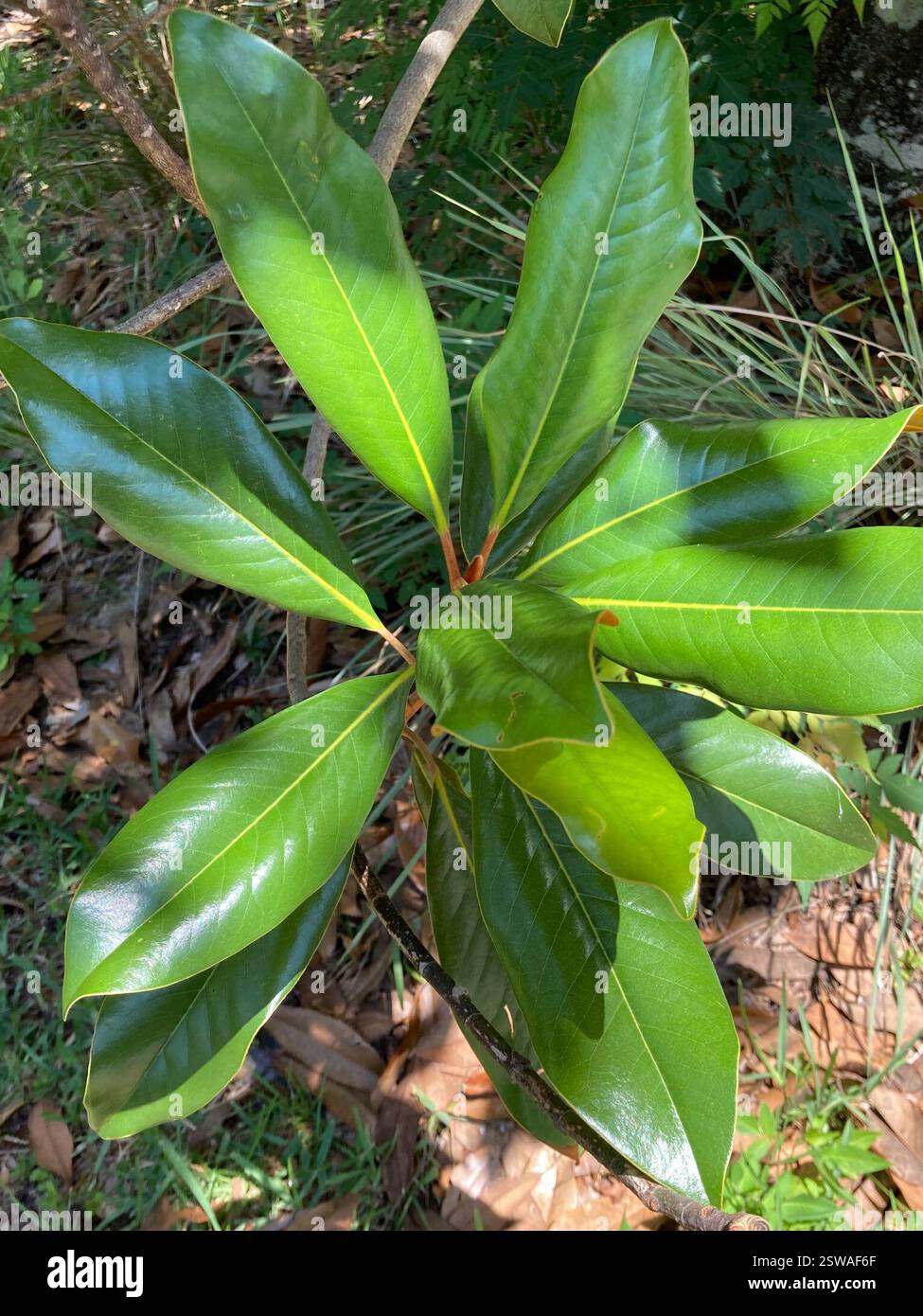 southern magnolia (Magnolia grandiflora), Plantae, NW 51st Terr ...