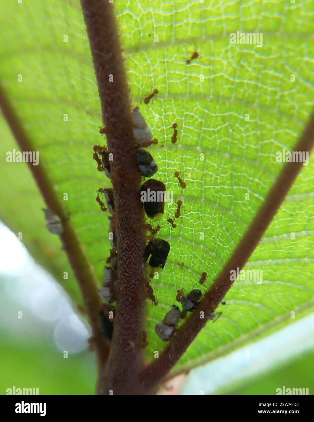 (Bolbonota), Insecta, Reserva Natural Rancho Camaná, Tended by ants ...