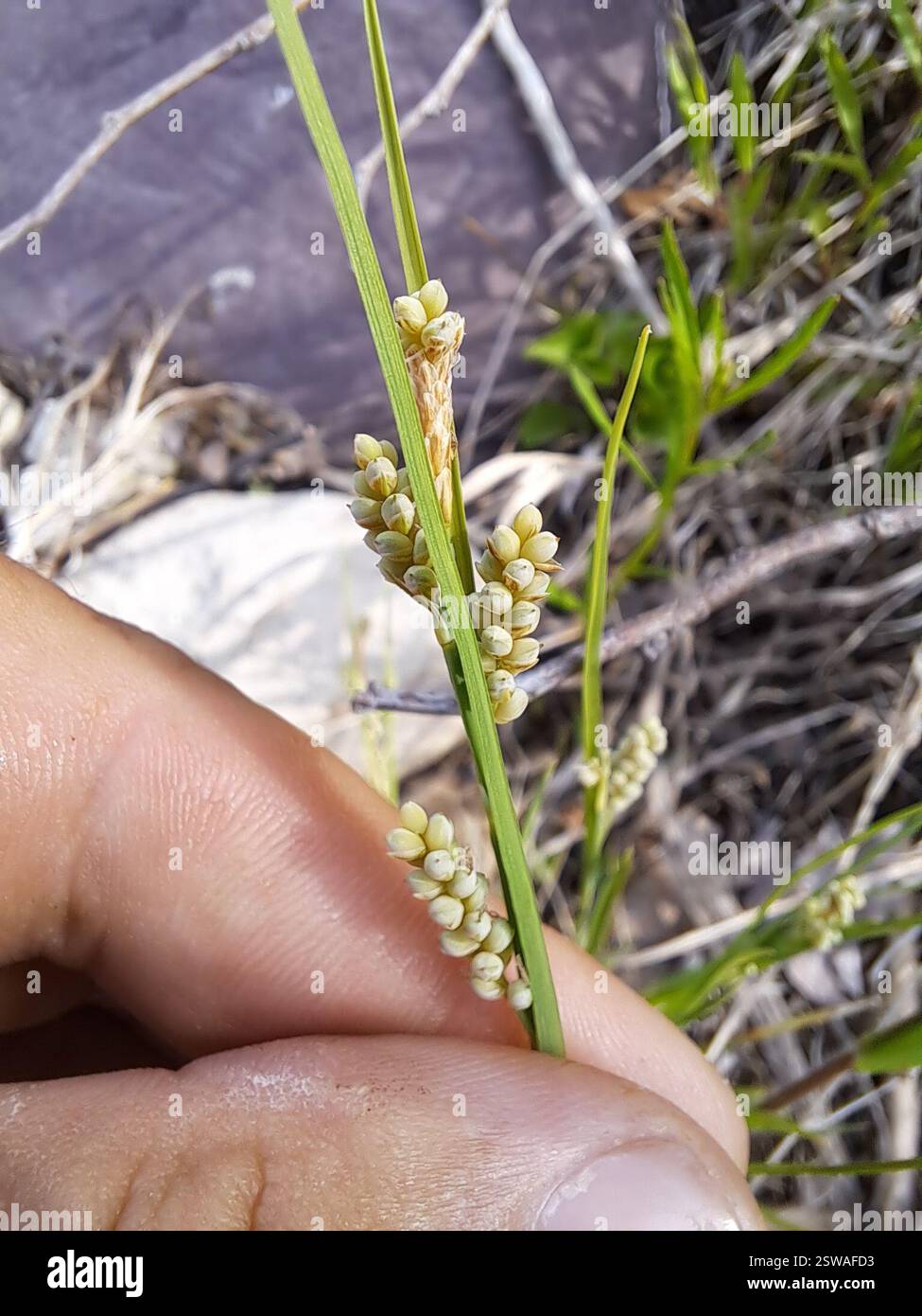Elk Sedge (Carex garberi), Plantae, Jocelyn, ON P0R, Canada Stock Photo ...