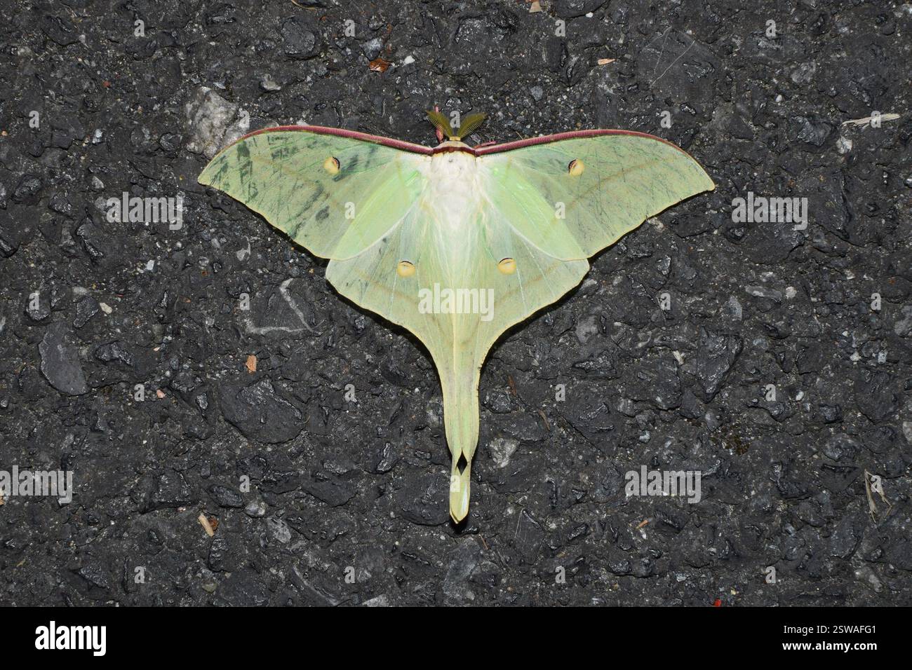 Chinese Moon Moth (Actias ningpoana), Insecta, 中国浙江省杭州市临安区 Stock Photo ...