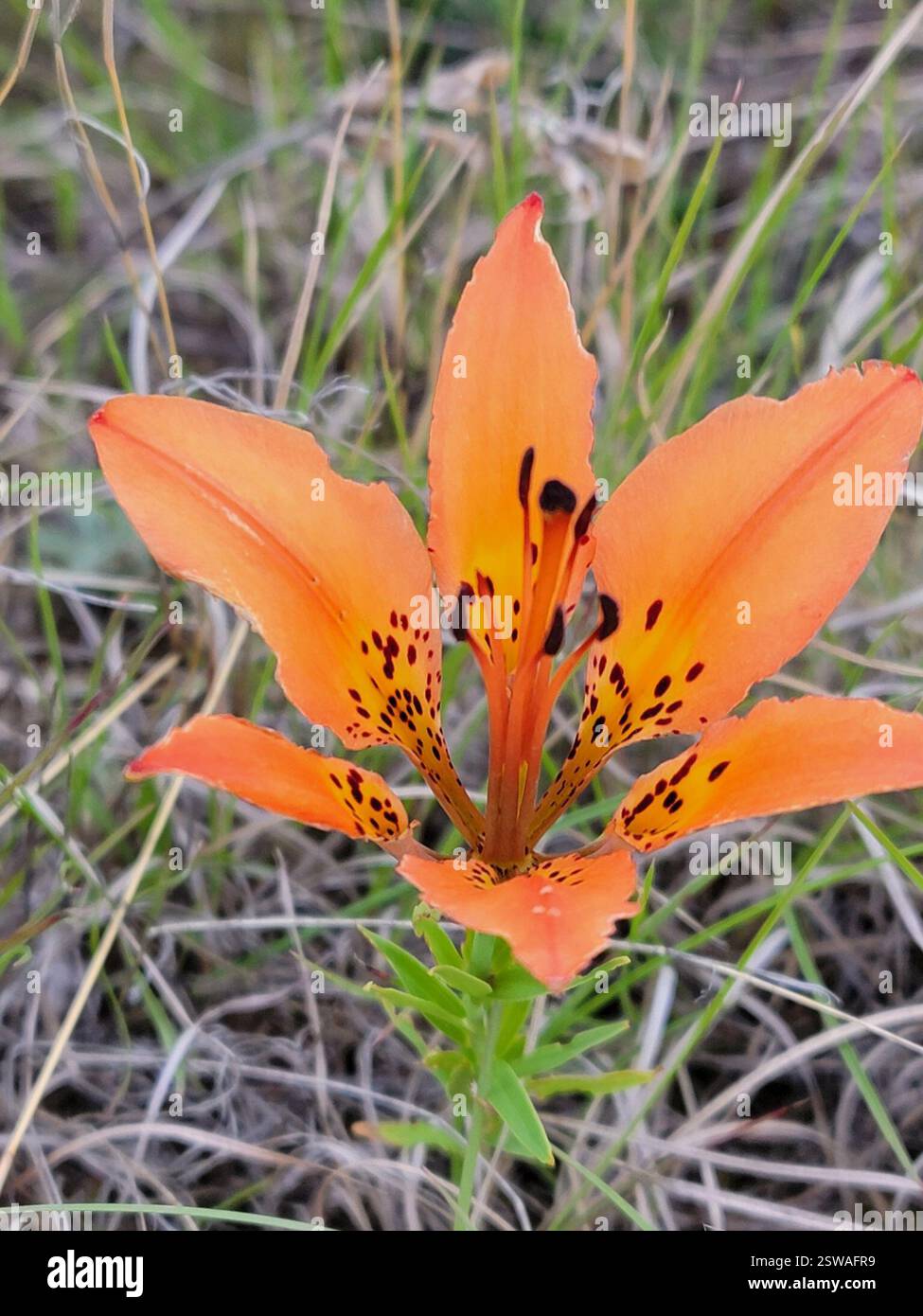 Wood Lily (Lilium philadelphicum), Plantae, Grassy Butte, ND 58634, USA ...