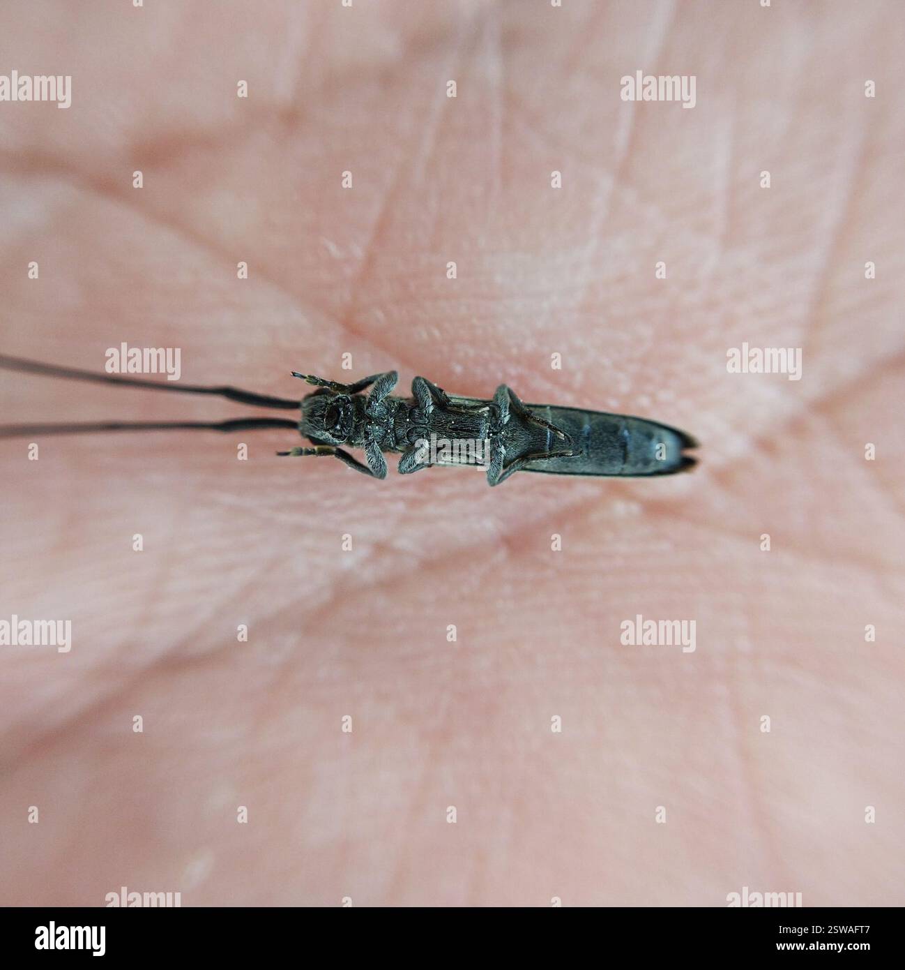 (Calamobius filum), Insecta, 1137 Pancharevo, Bulgaria Stock Photo - Alamy