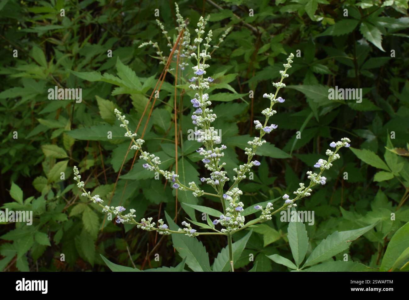 Five-leaved chaste tree (Vitex negundo), Plantae, 中国广东省惠州市惠东县 Stock ...