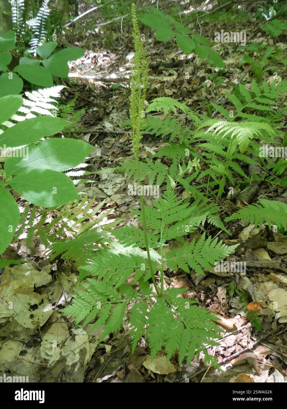 rattlesnake fern (Botrypus virginianus), Plantae, Hartland, VT, USA ...