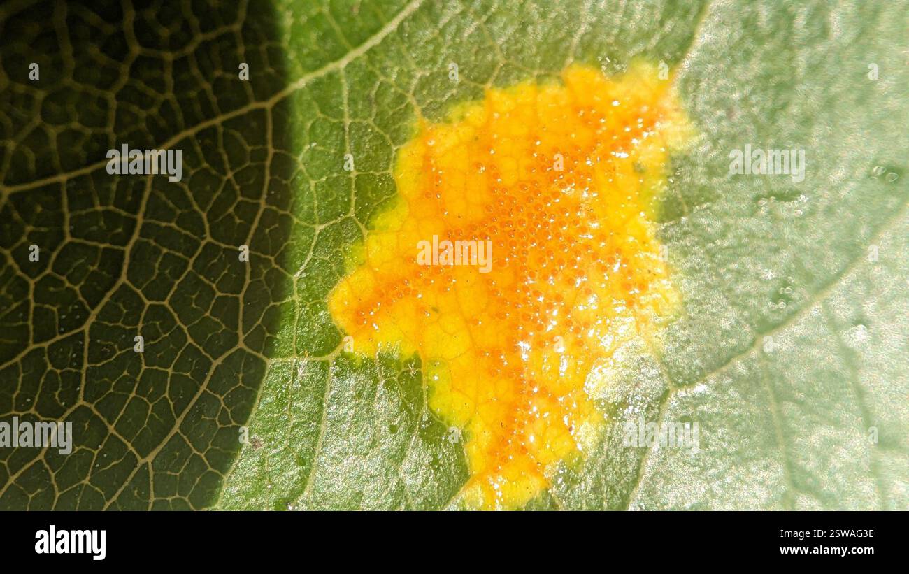 cedar rusts (Gymnosporangium), Fungi, London SW17, UK Stock Photo - Alamy