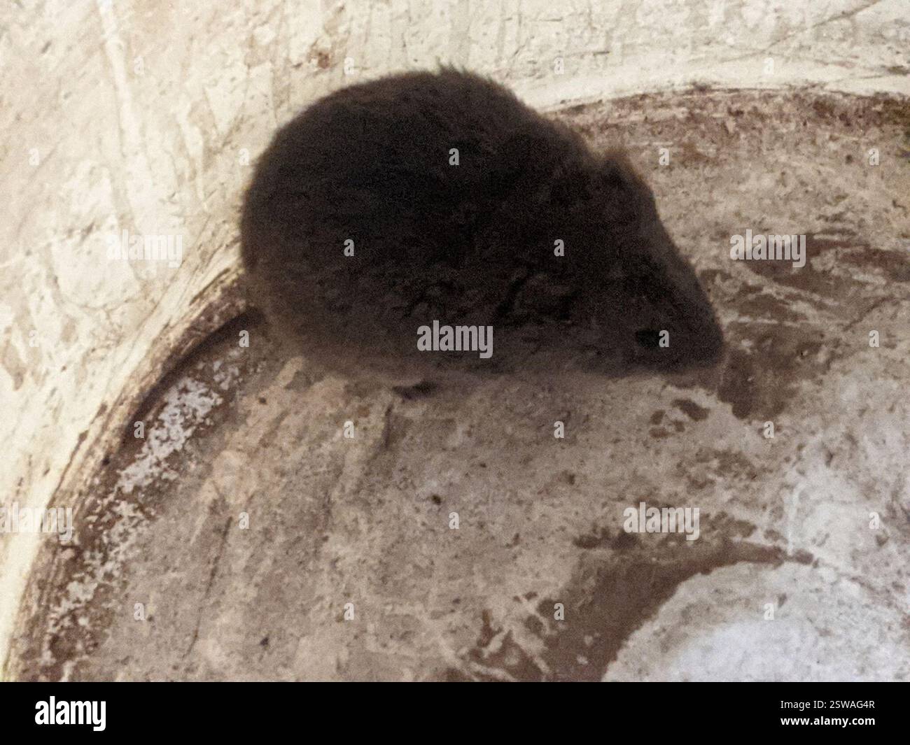 Eastern Meadow Vole (Microtus pennsylvanicus), Mammalia, Nobleboro, ME ...