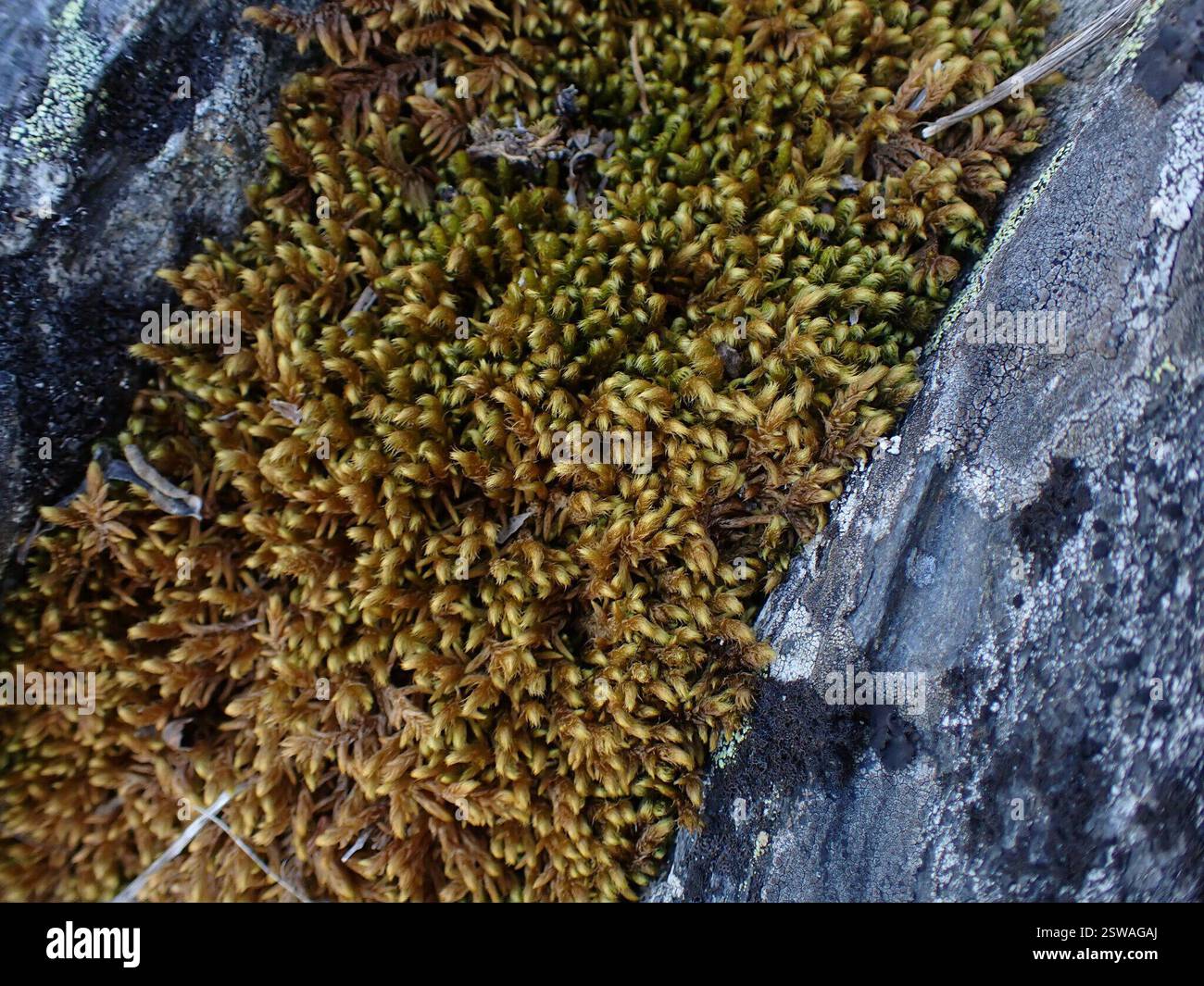 Golden Glade-moss (Rhytidium rugosum), Plantae, Yukon, Canada, over DOM ...